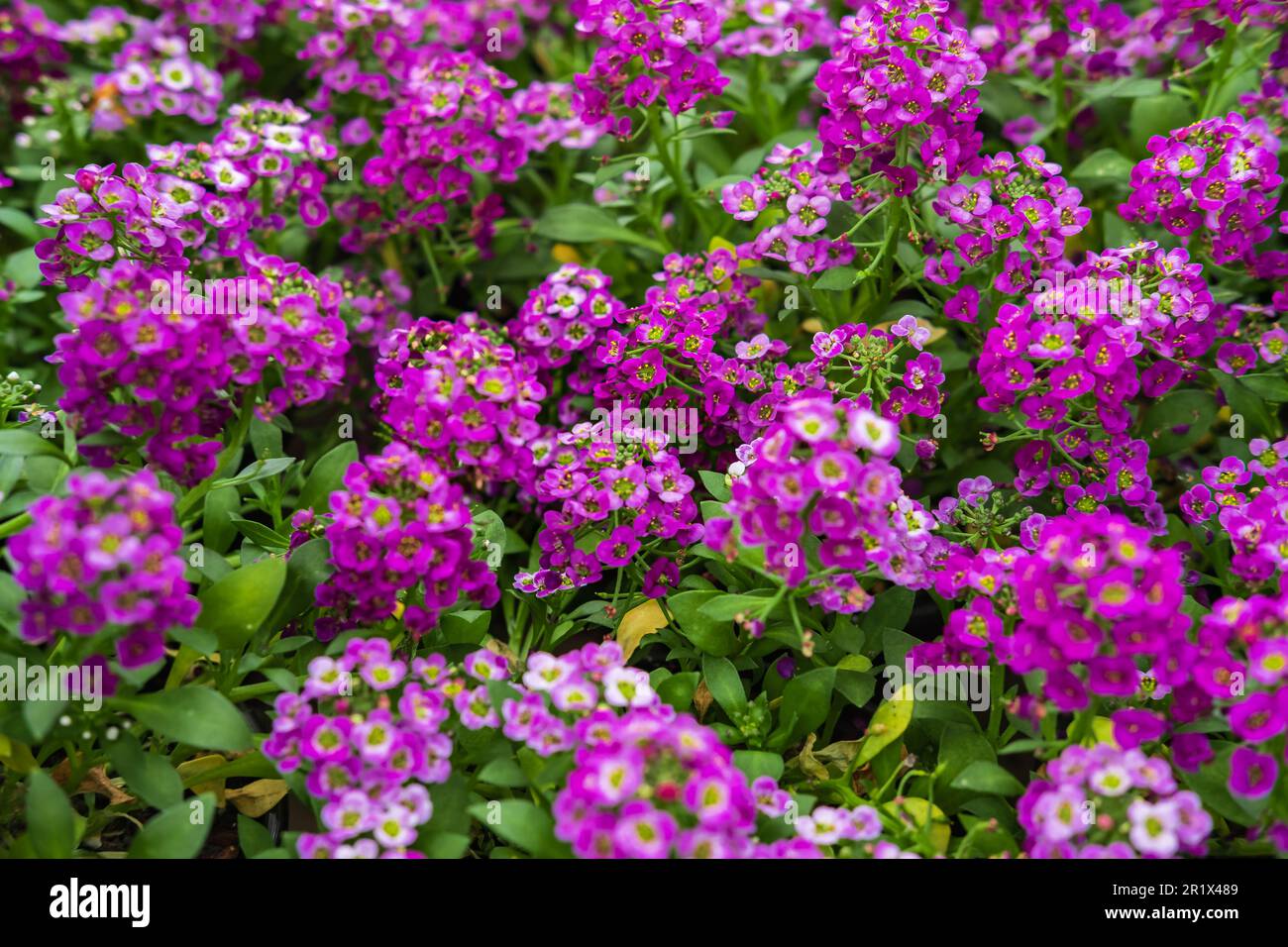 Lobularia maritima Sweet Alyssum Royal Carpet flowers in summer garden ...