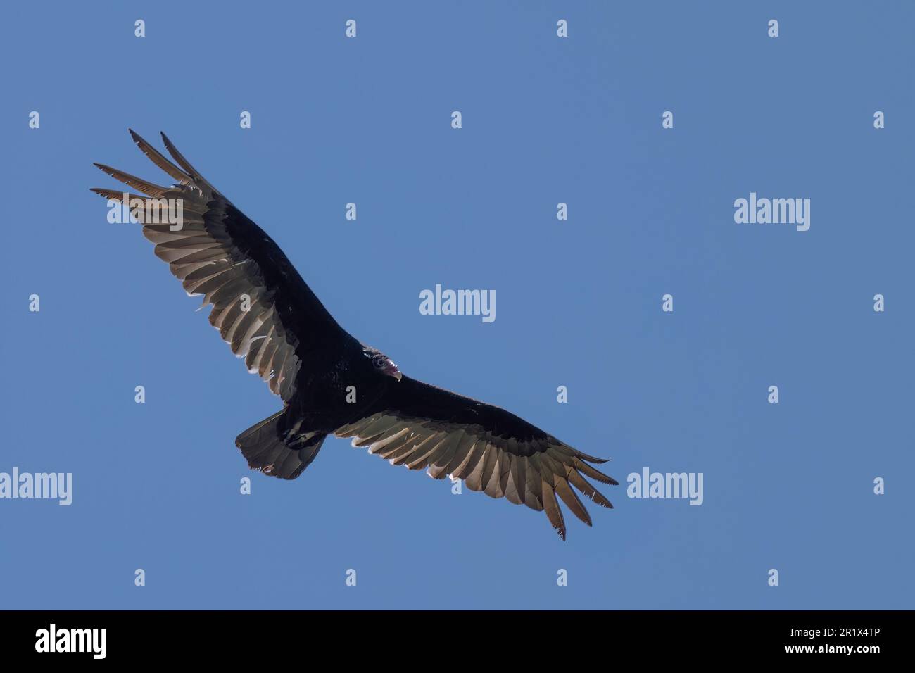 An eastern turkey vulture, Cathartes aura, flying over the Adirondack ...