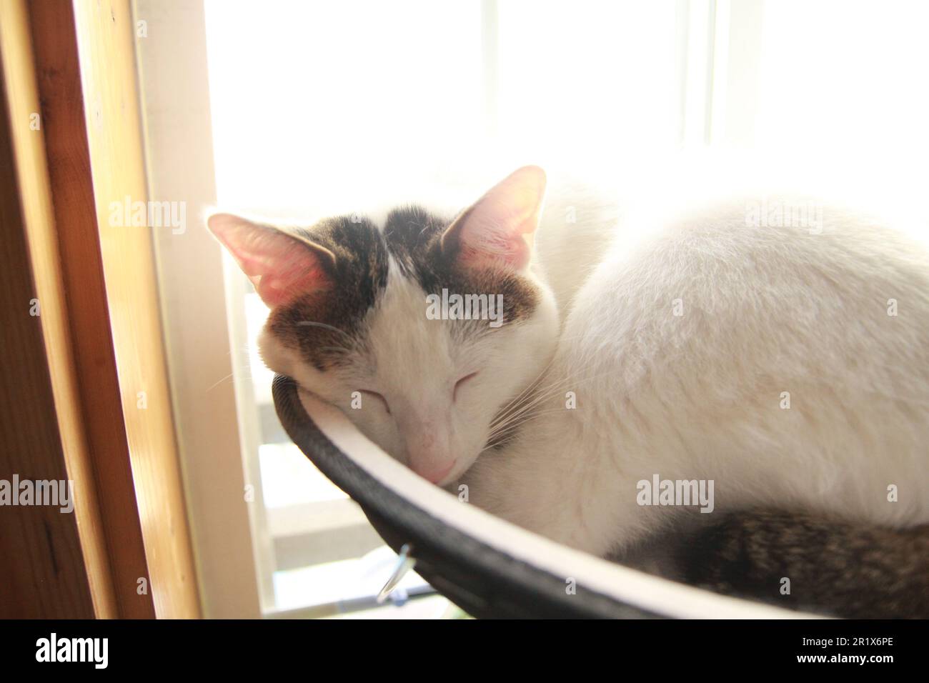 Daily concept of Japanese Bobtail cat living at home A cute kitten sleeping peacefully on a ...