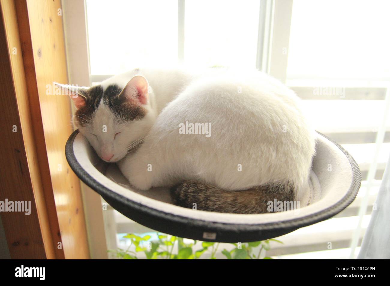 Daily concept of Japanese Bobtail cat living at home A cute kitten sleeping peacefully on a ...