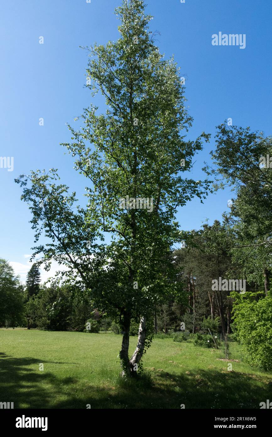 European White Birch, Tree, Betula pubescens Stock Photo - Alamy