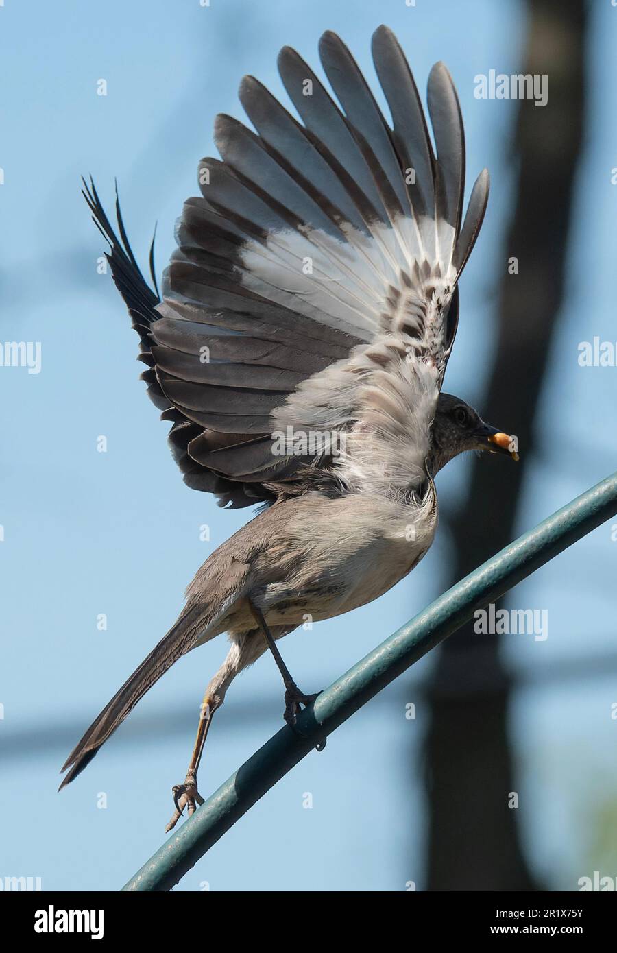 Mockingbird in flight hi-res stock photography and images - Alamy
