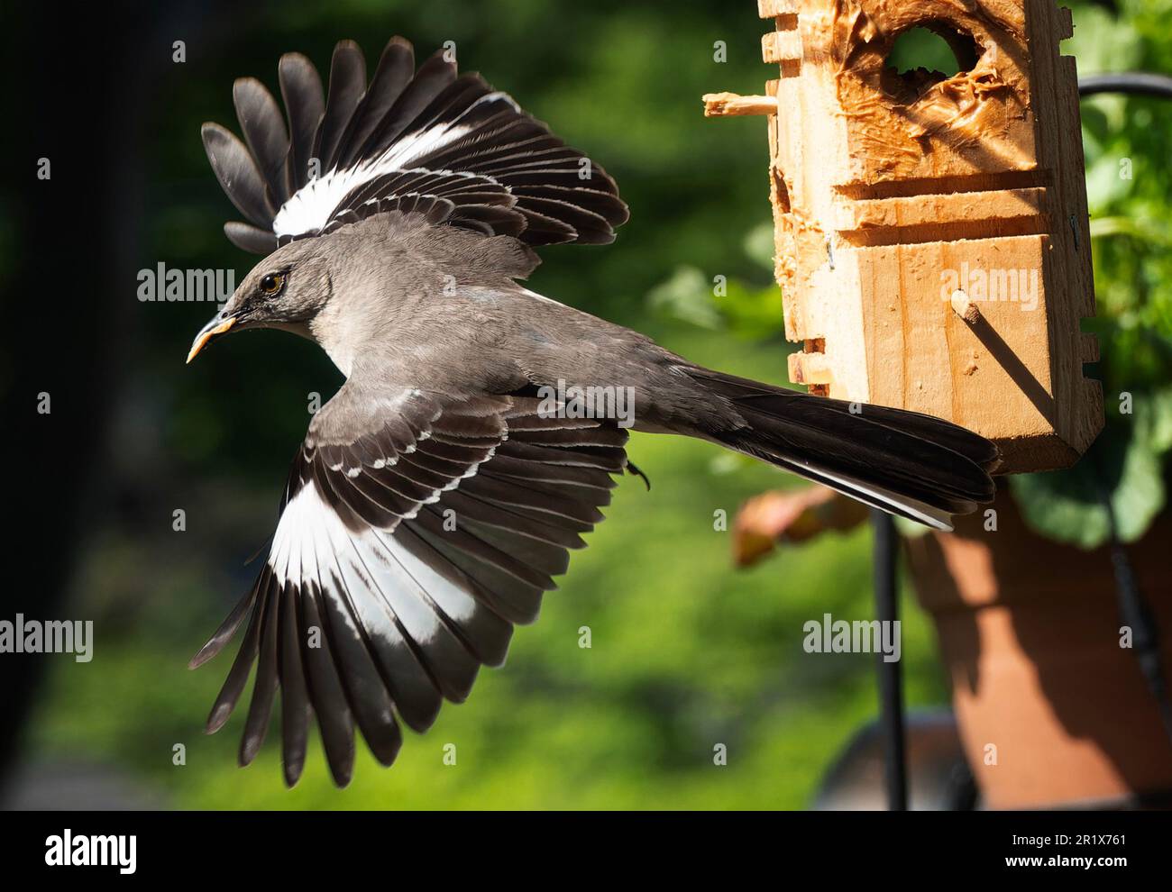 A Northern Mockingbird in flight Stock Photo - Alamy