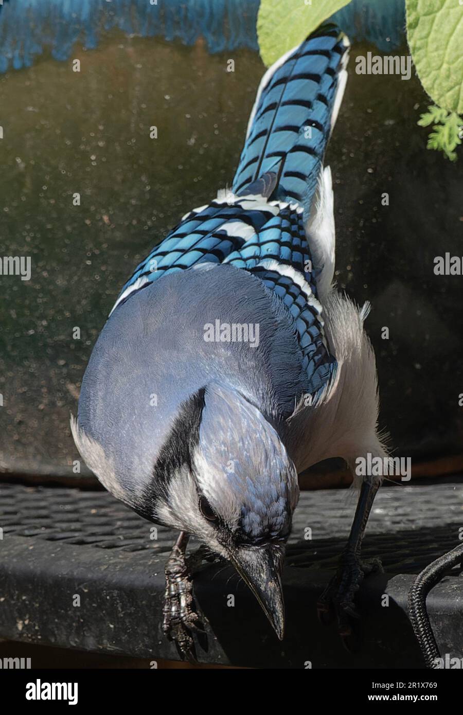 A Bluejay arrives on the deck Stock Photo - Alamy