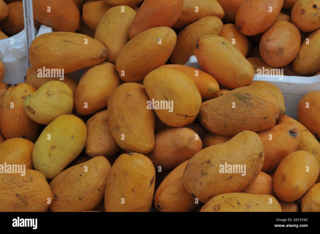 May 15,2023/Sweet yellow mango imported from Mexico markets in danish ...