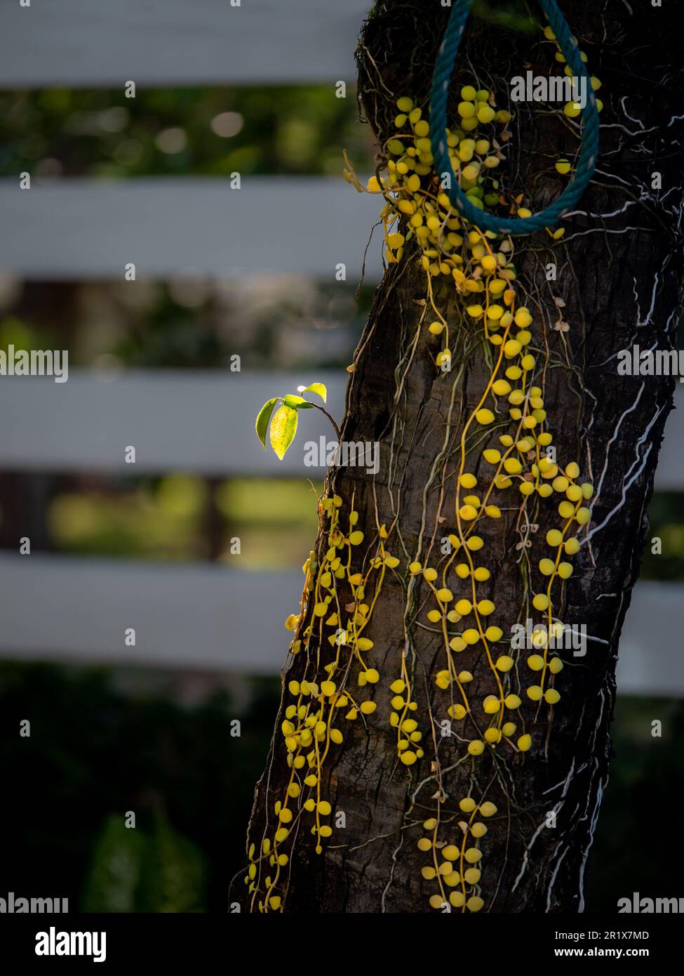 Young leaf bud unfolding of teak tree Stock Photo - Alamy
