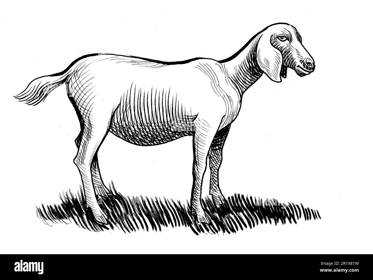 Sheep line drawing black white Black and White Stock Photos & Images ...