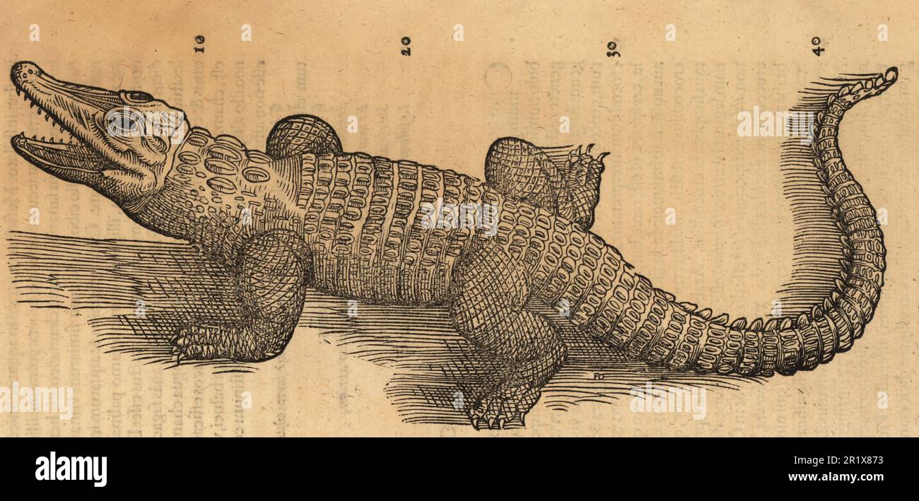 Crocodilum aegyptus hi-res stock photography and images - Alamy