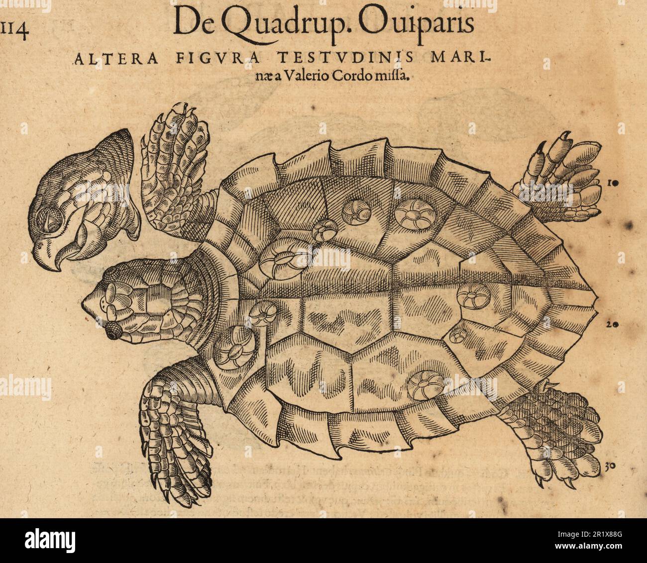 Species of sea turtle, possibly the endangered green sea turtle ...