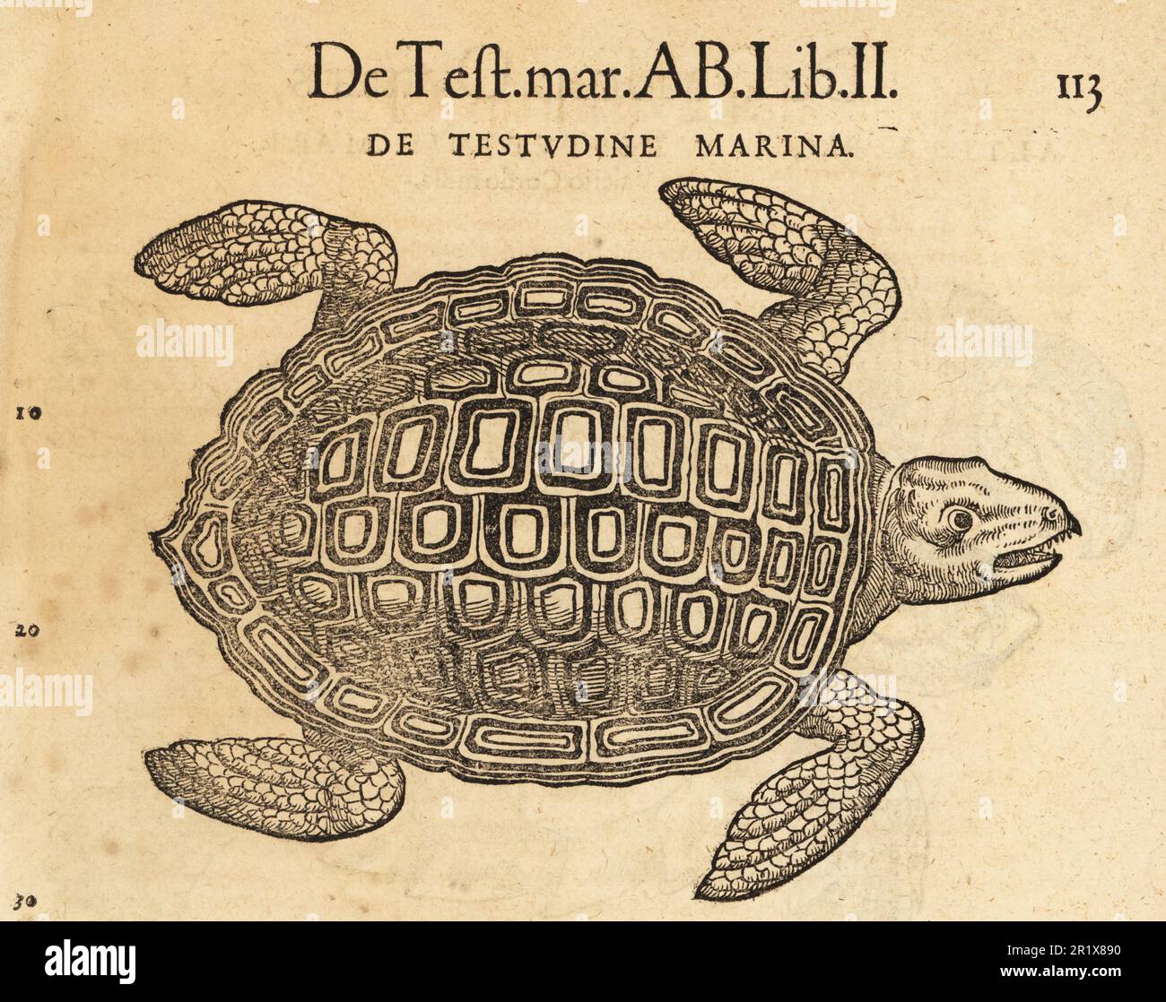 Species of sea turtle, possibly the loggerhead sea turtle, Caretta ...