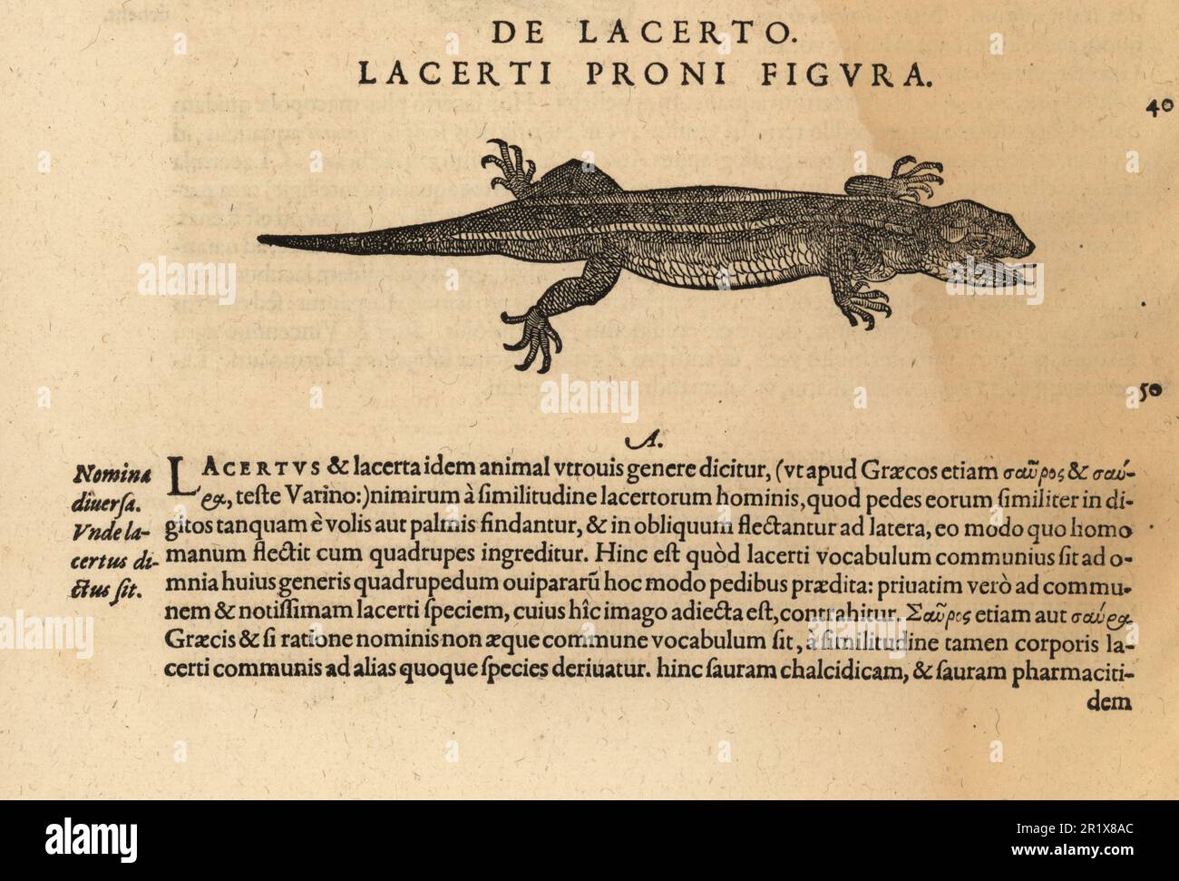 Species of lizard. De Quadrop. oviparis. De Lacerto, Lacerti proni ...