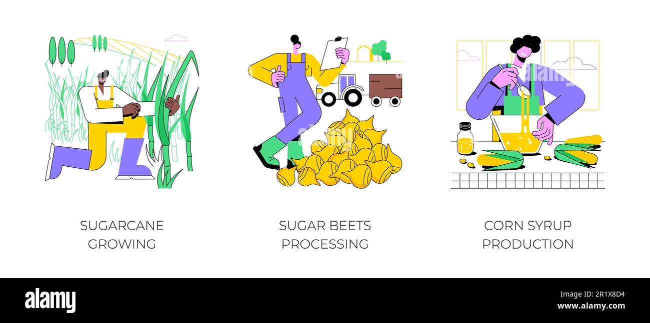 Sugar Production Isolated Cartoon Vector Illustrations Set Sugarcane