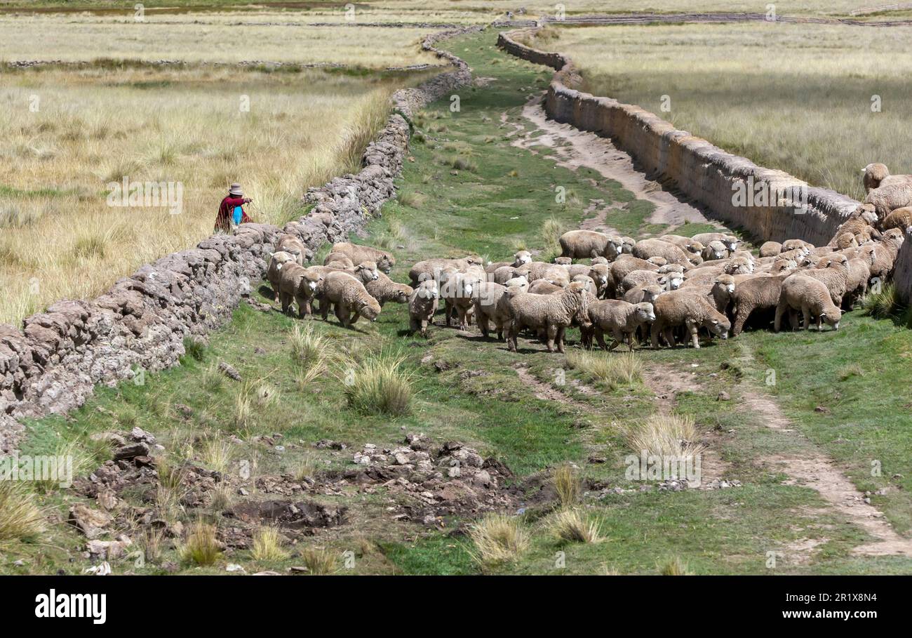 A shepherd moves a flock of sheep across two walls in the Puno region ...