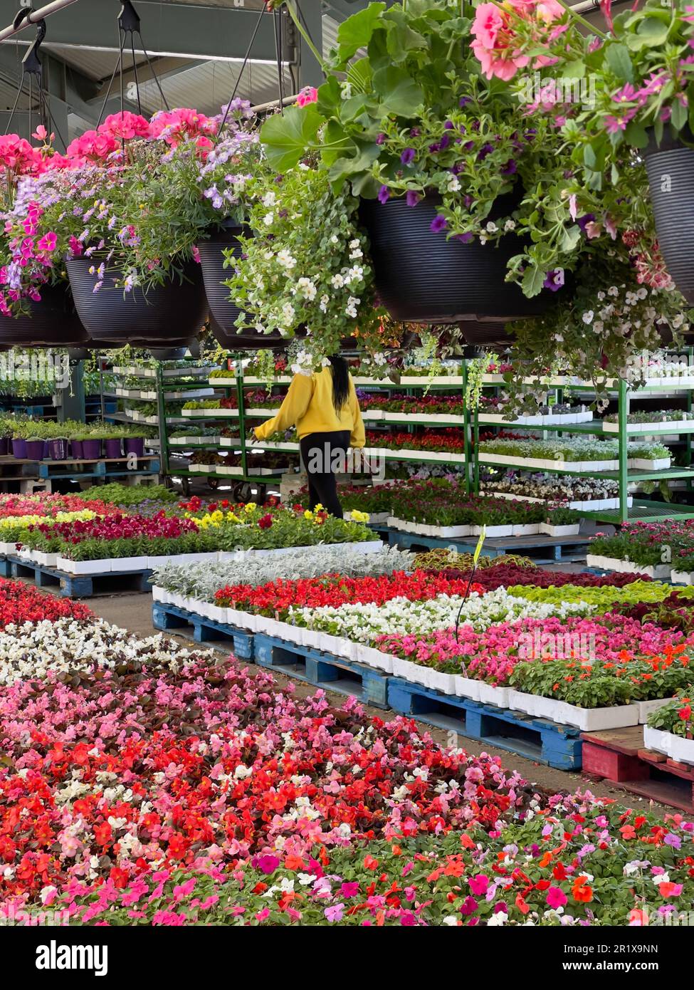 Variety spring flowers outdoors hi-res stock photography and images - Alamy