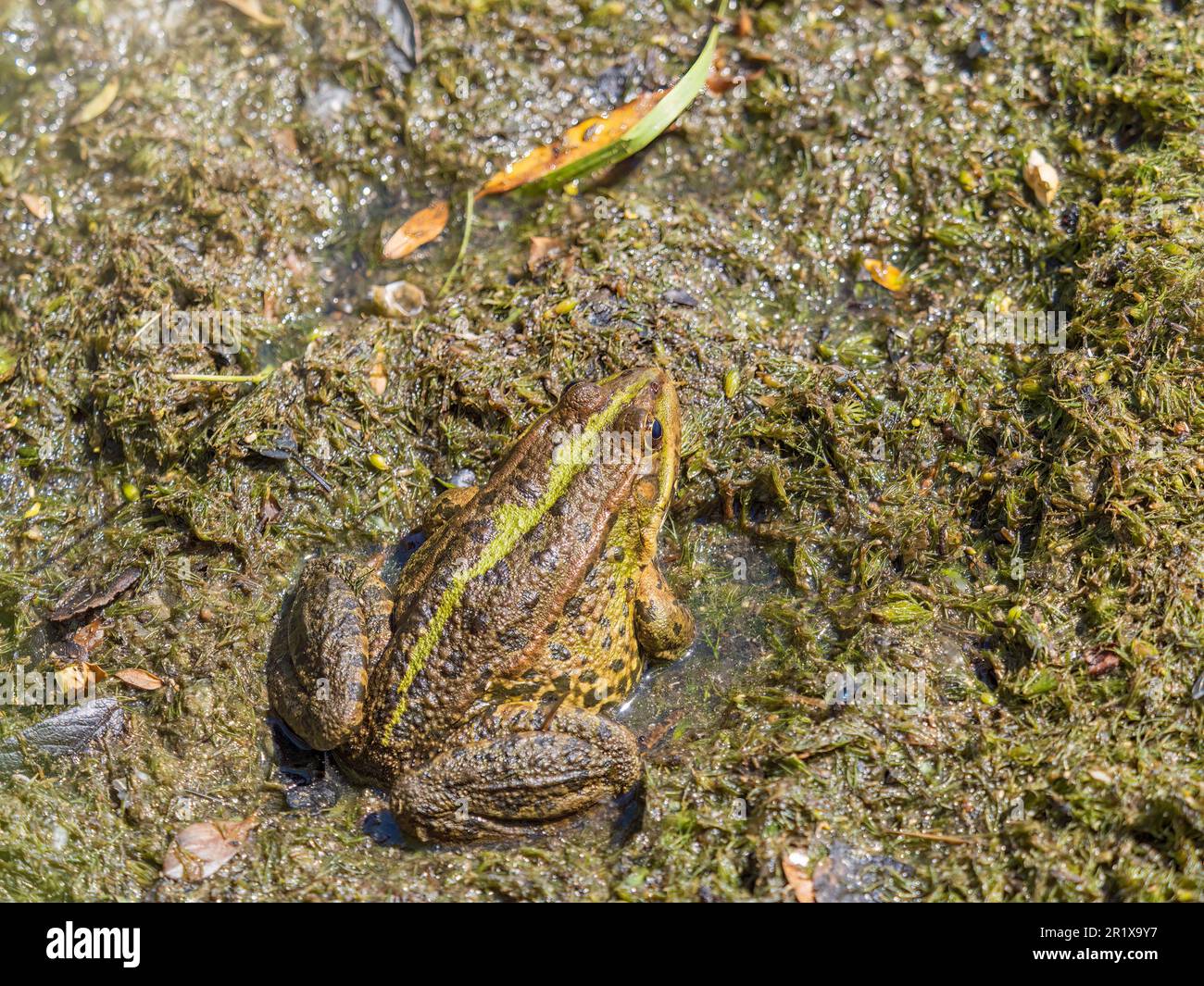 A large green frog with puffy cheeks sits in the marsh Stock Photo - Alamy