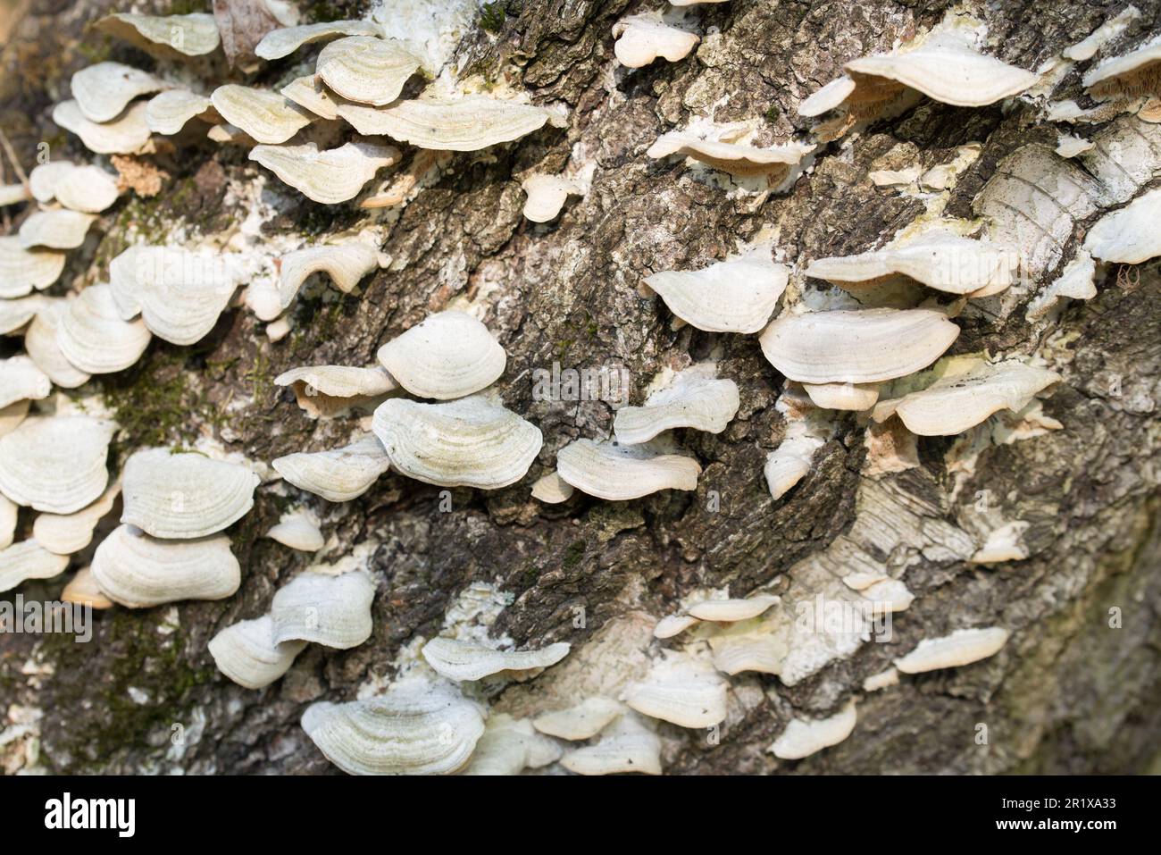 Mushrooms growing on birch tree hi-res stock photography and images - Alamy