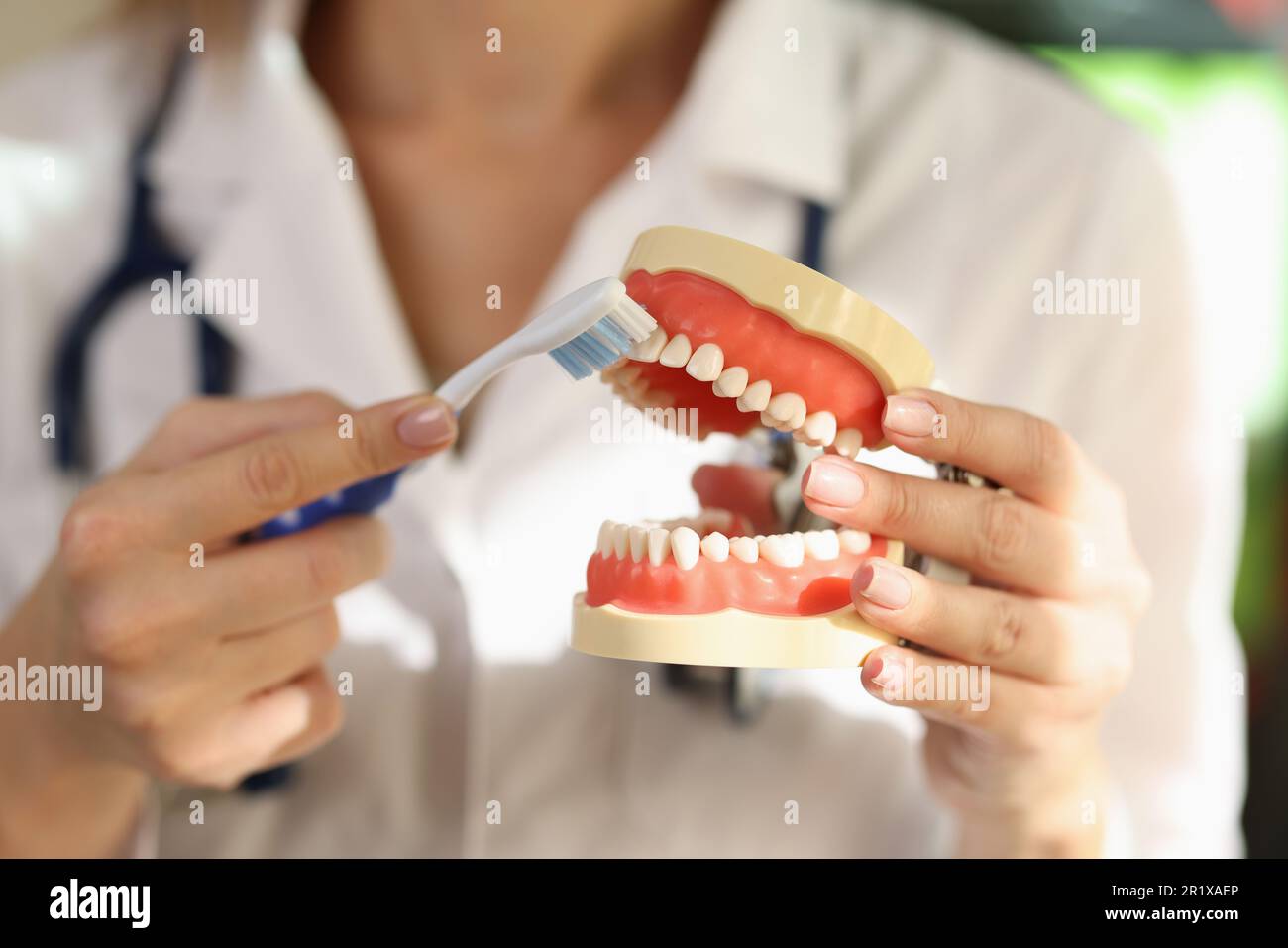 Doctor holds jaw in hand showing process of brushing teeth Stock Photo ...