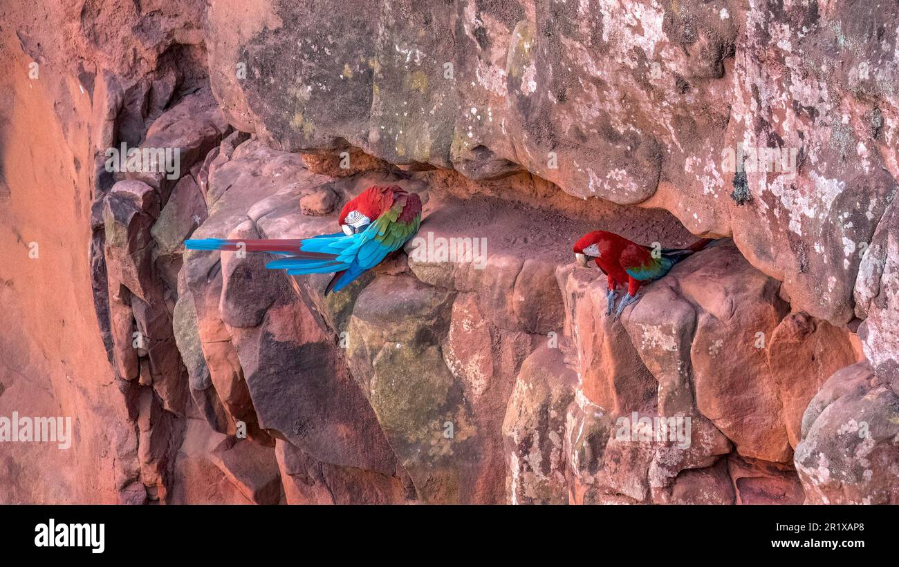 Red-and-green Macaws (Ara chloropterus) on the steep limestone cliffs ...
