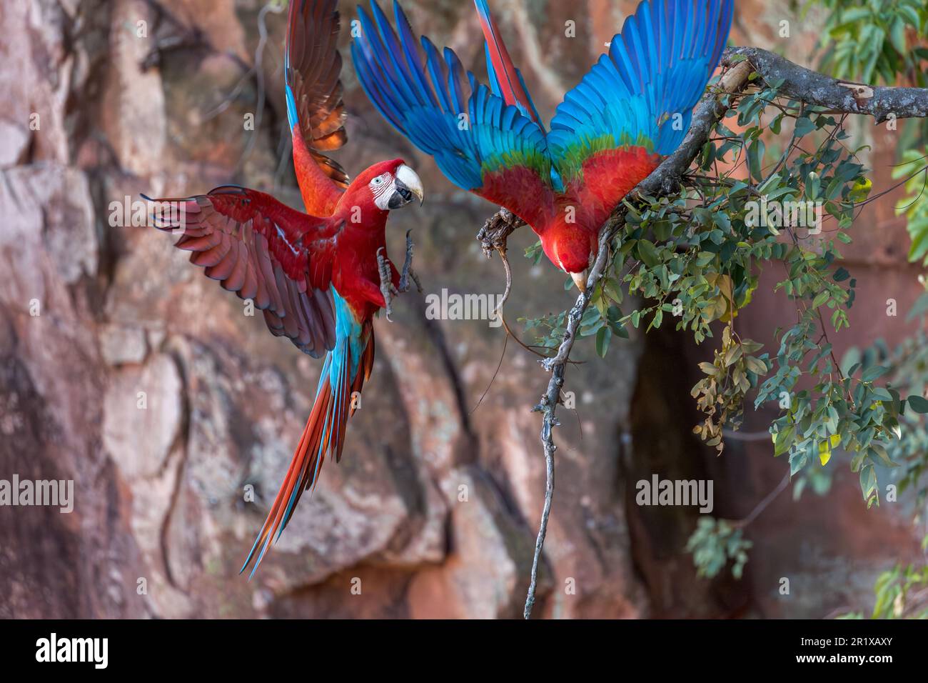 Two Red-and-green Macaws (Ara chloropterus) on the steep limestone cliffs of the Buraco das ...