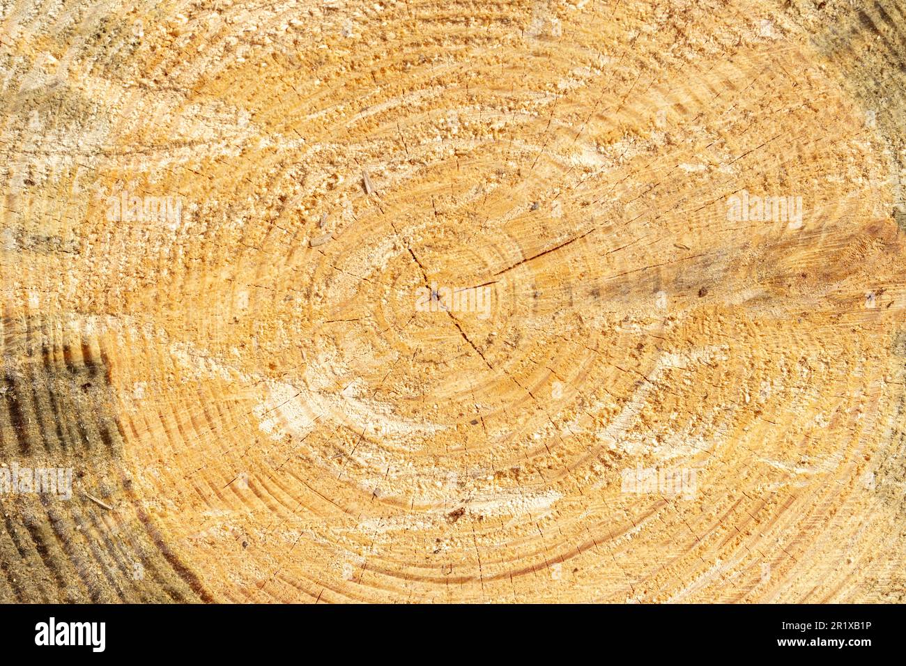 Tree rings on end of cut pine tree Stock Photo - Alamy