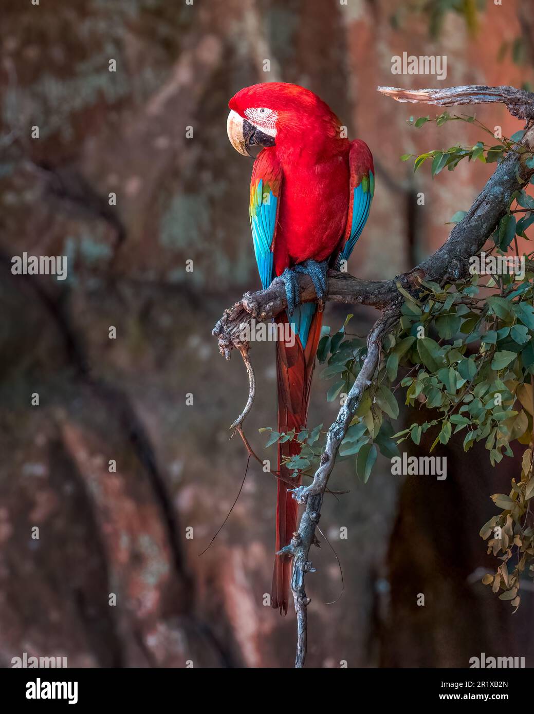 A Red-and-green Macaw (Ara chloropterus) surveys the steep limestone ...