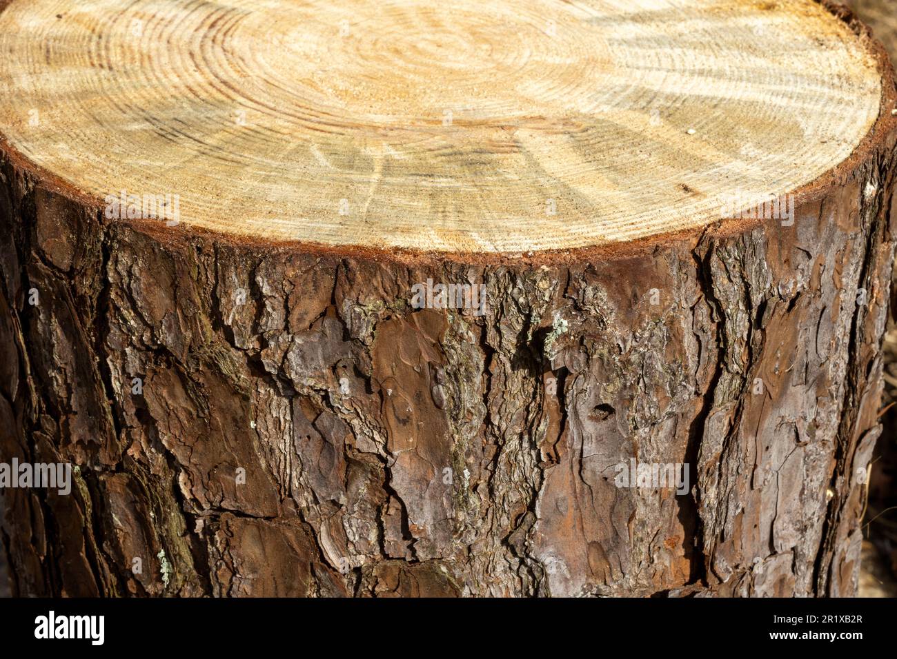 Pine Tree wood stumps on ground after being cut Stock Photo - Alamy