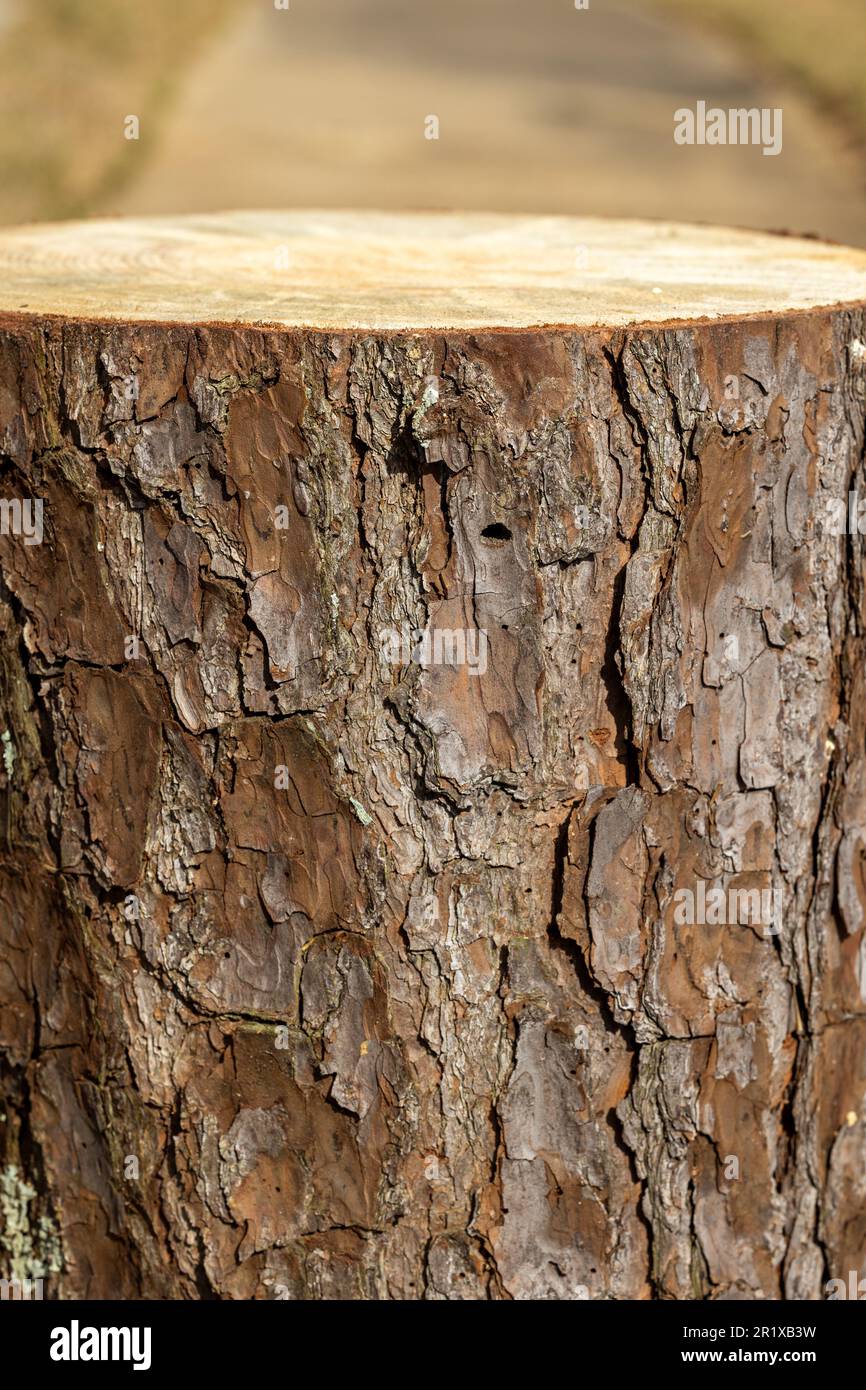 Pine Tree wood stumps on ground after being cut Stock Photo - Alamy
