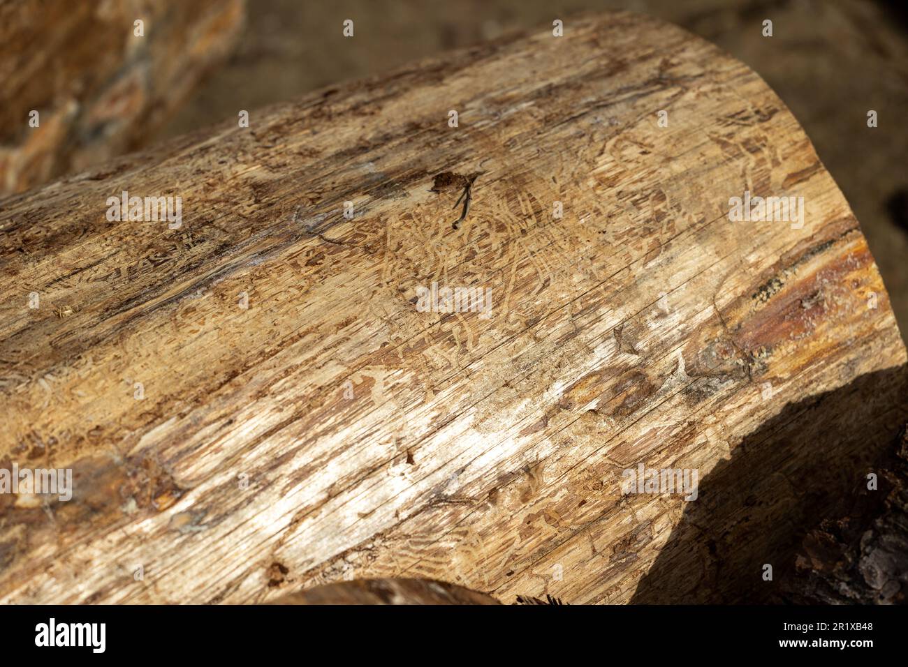 Pine tree wood with bark removed Stock Photo - Alamy