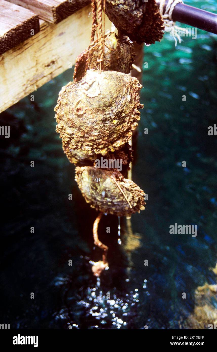 Black pearl culture, oysters, Polynesia Stock Photo - Alamy