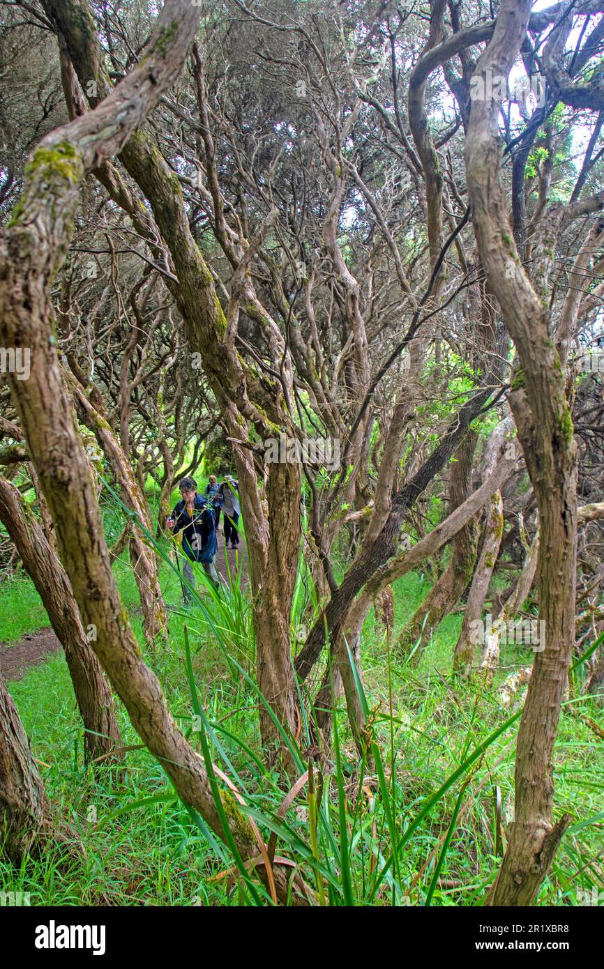 Hiking through the Enchanted Forest on Cape Nelson Stock Photo - Alamy