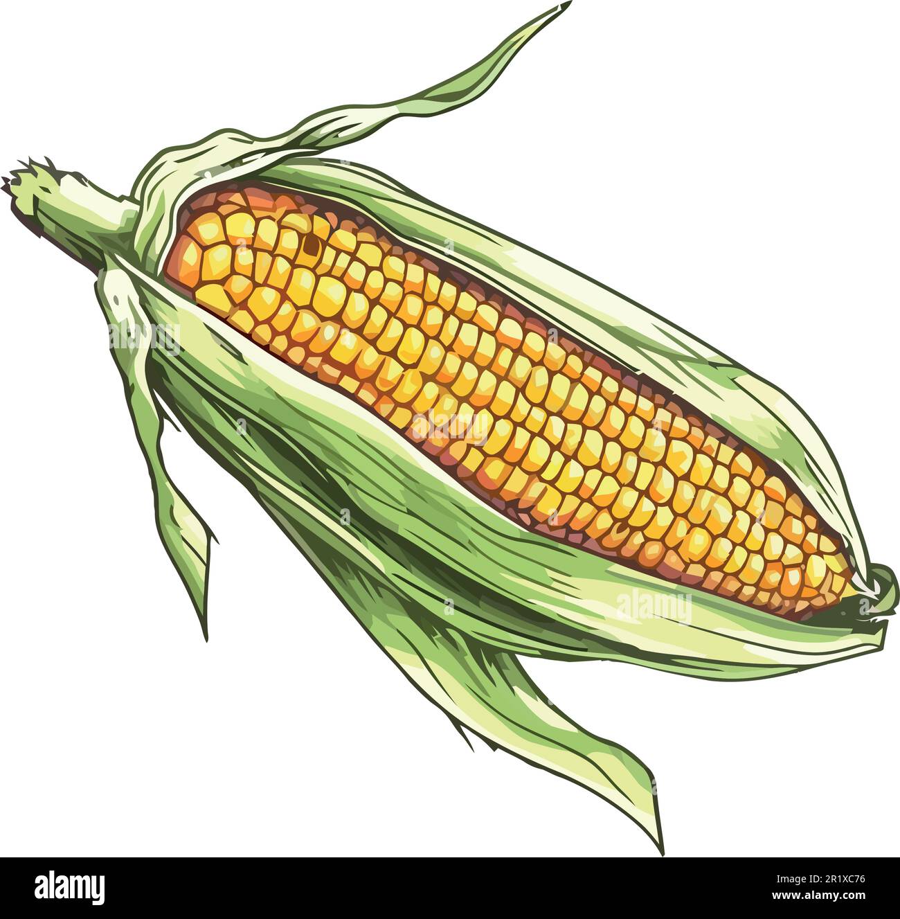 design of sweetcorn on the cob over white Stock Vector Image & Art - Alamy