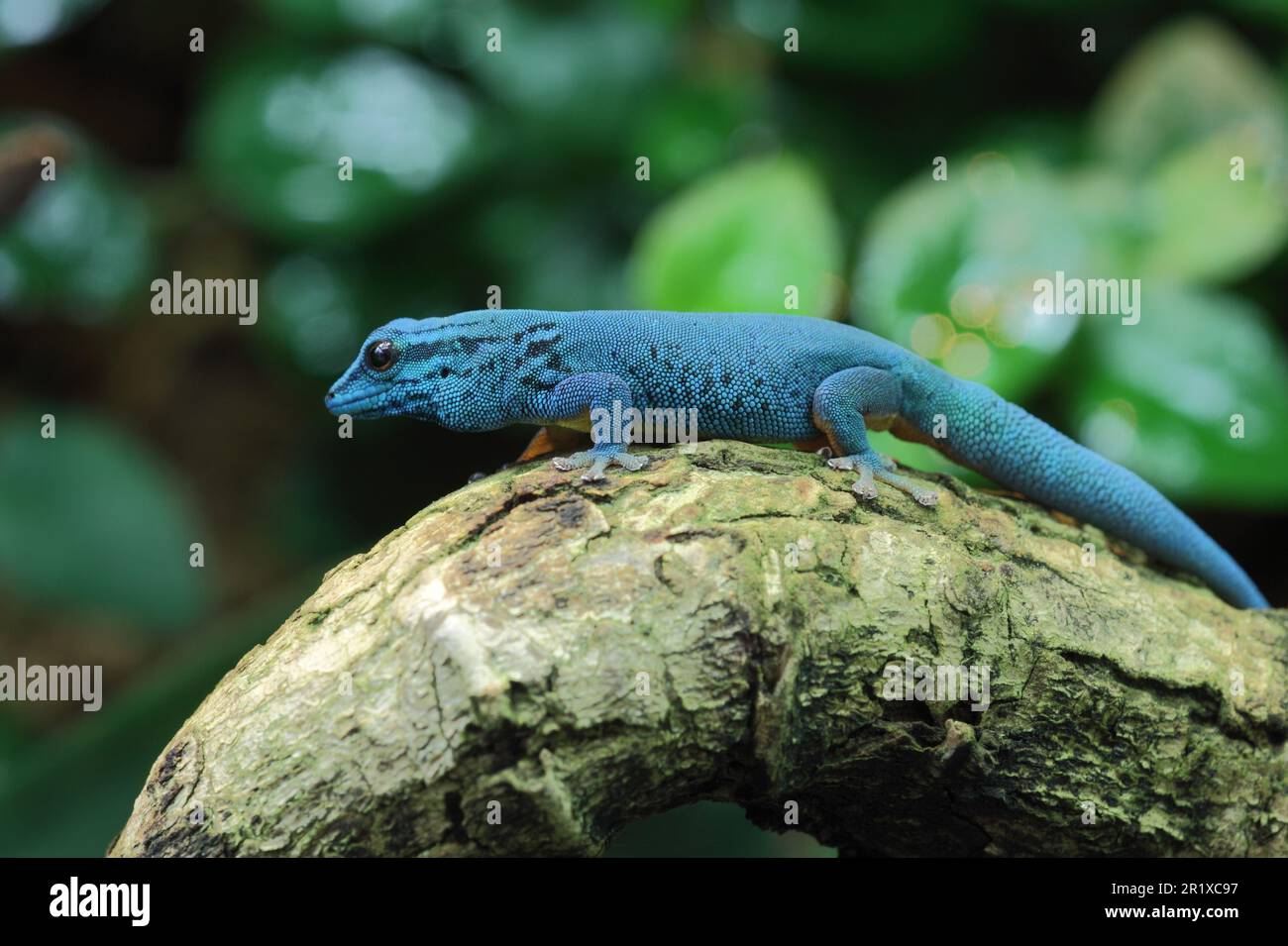 Blue Dwarf Gecko (Lygodactylus williamsi), captive Stock Photo - Alamy