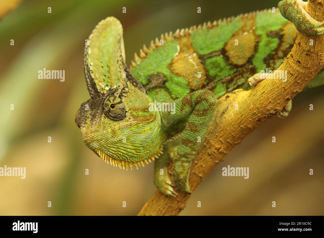 Yemen chameleons hi-res stock photography and images - Alamy
