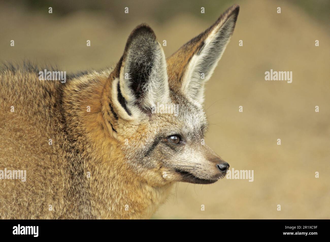 Bat-eared fox (Otocyon megalotis), captive Stock Photo - Alamy