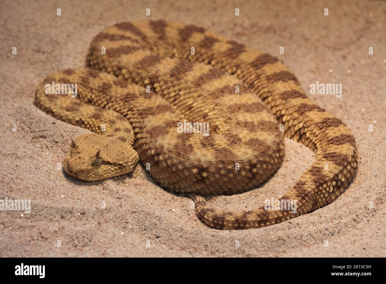 Desert Horned Viper (Cerastes cerastes), captive Stock Photo - Alamy