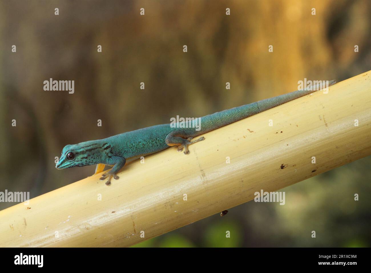 Blue Dwarf Gecko (Lygodactylus williamsi), captive Stock Photo - Alamy