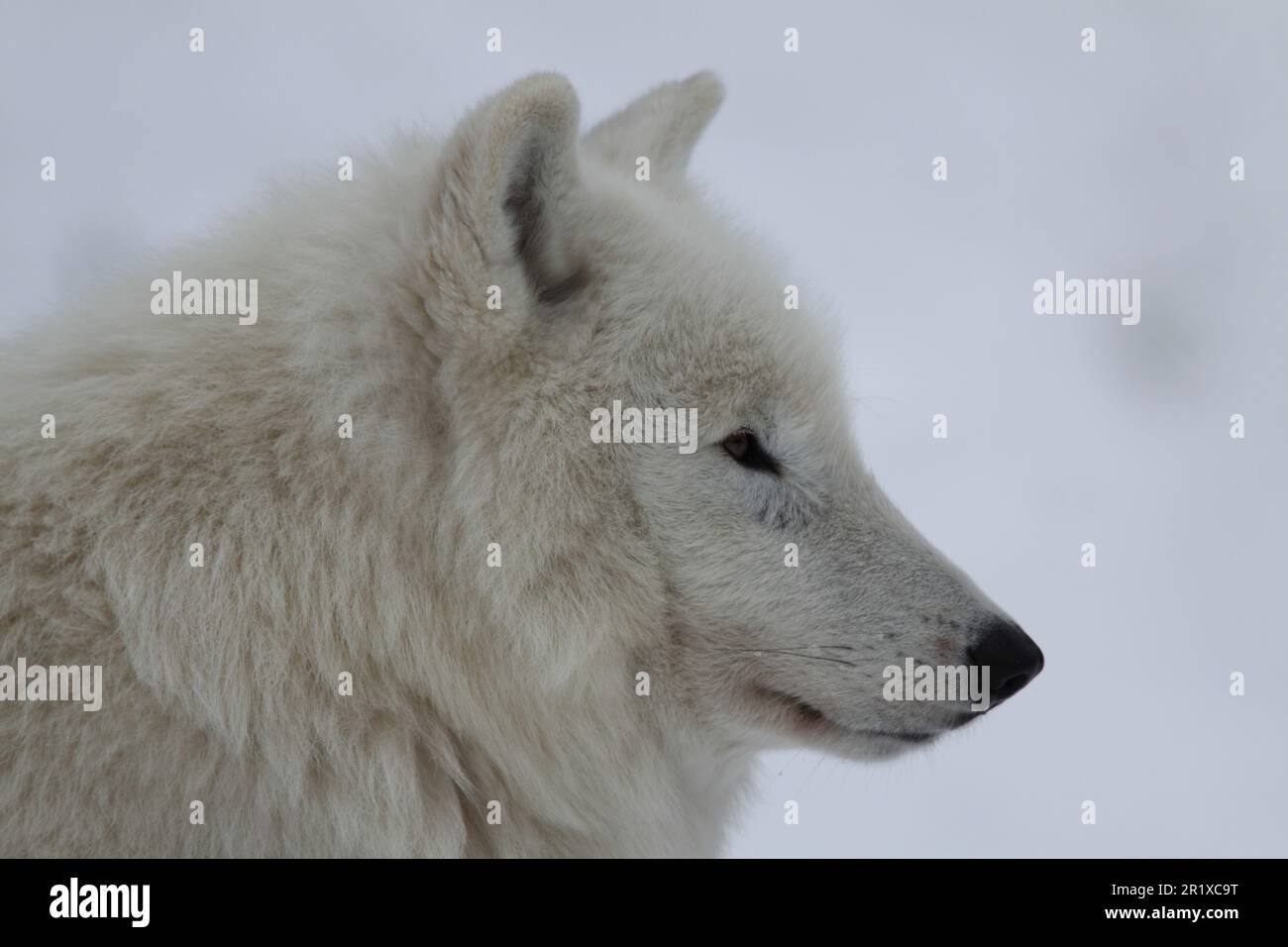 Portrait of Alaskan tundra wolf (Canis lupus albus), captive Stock ...