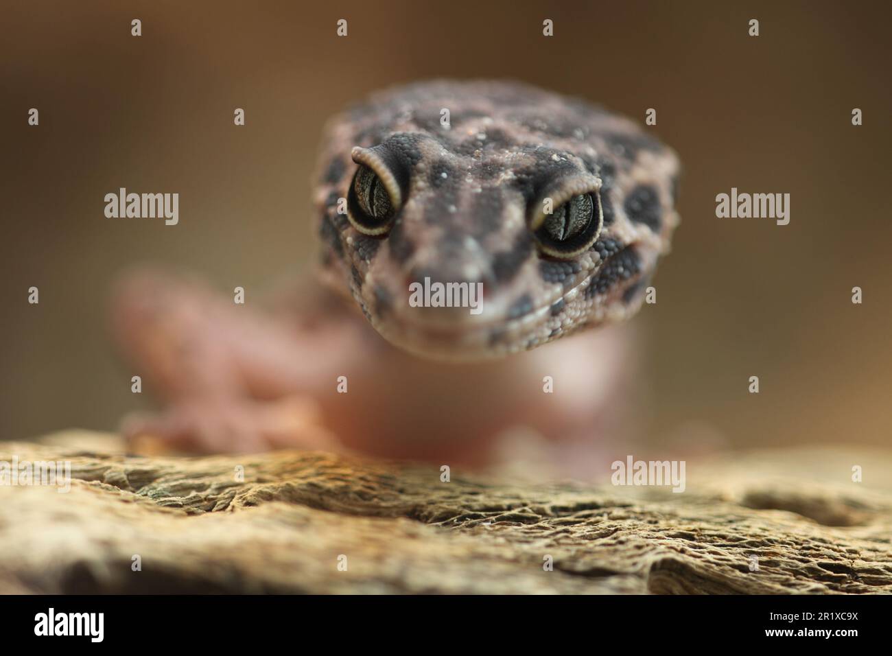 Portrait of leopard gecko (Eublepharis macularius), captive Stock Photo ...