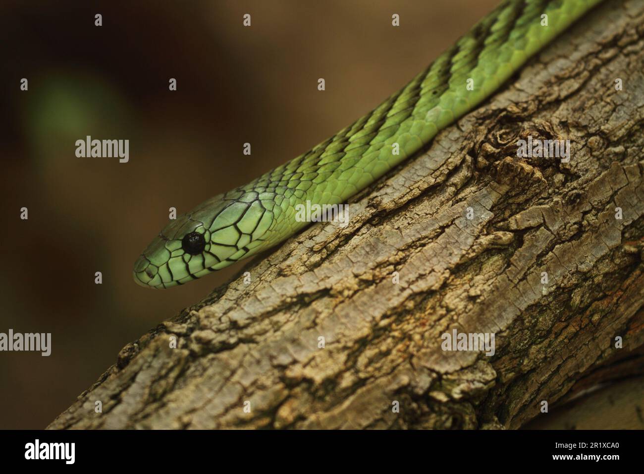 Green Mamba (Dendroaspis viridis), captive Stock Photo - Alamy