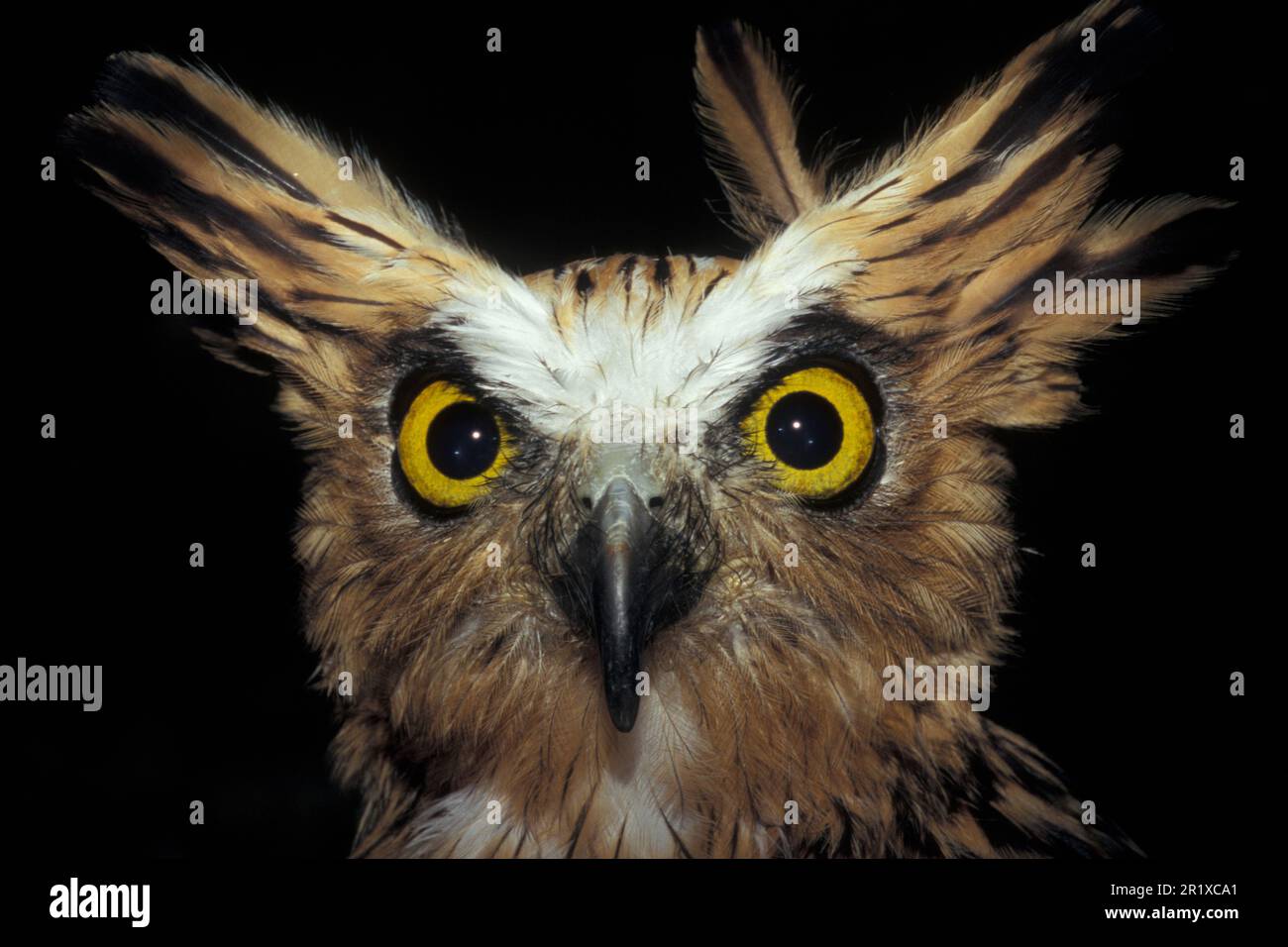 Head of Malayan fish hu (Ketupa ketupa) with crest, captive Stock Photo ...