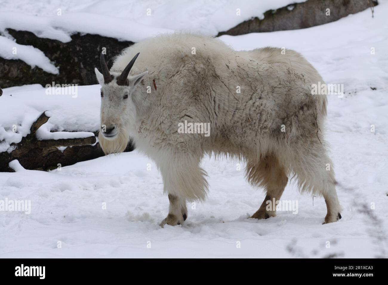Captive goats hi-res stock photography and images - Alamy