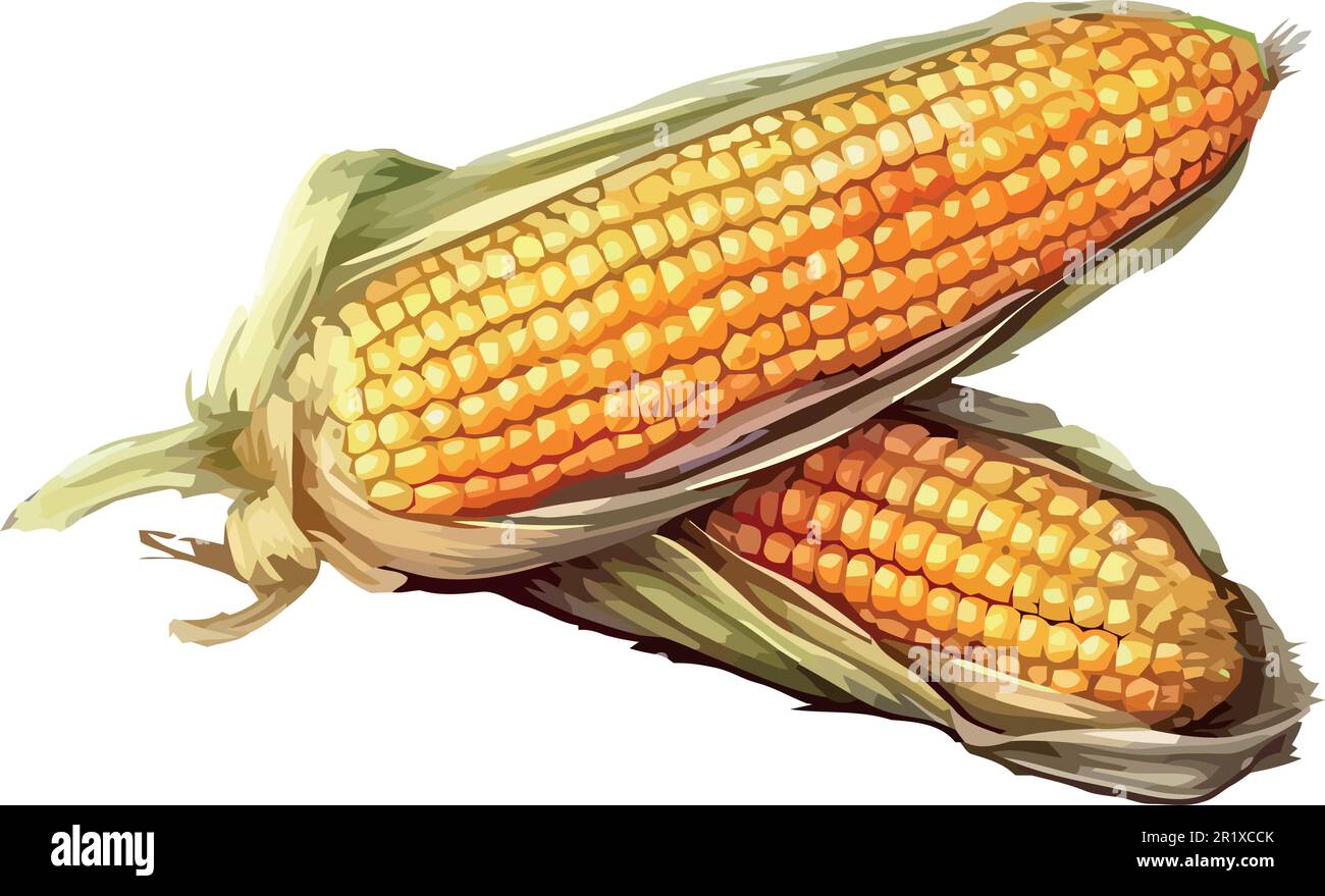 Over ripe corn Stock Vector Images - Alamy