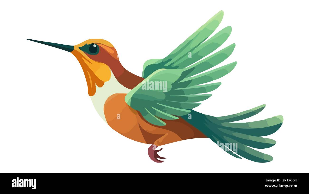 Hummingbird. Vector illustration isolated on white background Stock ...