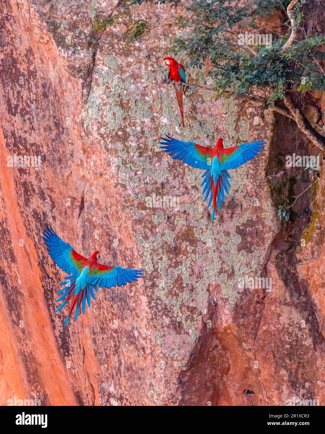 Red-and-green Macaws (Ara chloropterus) and the steep limestone cliffs ...