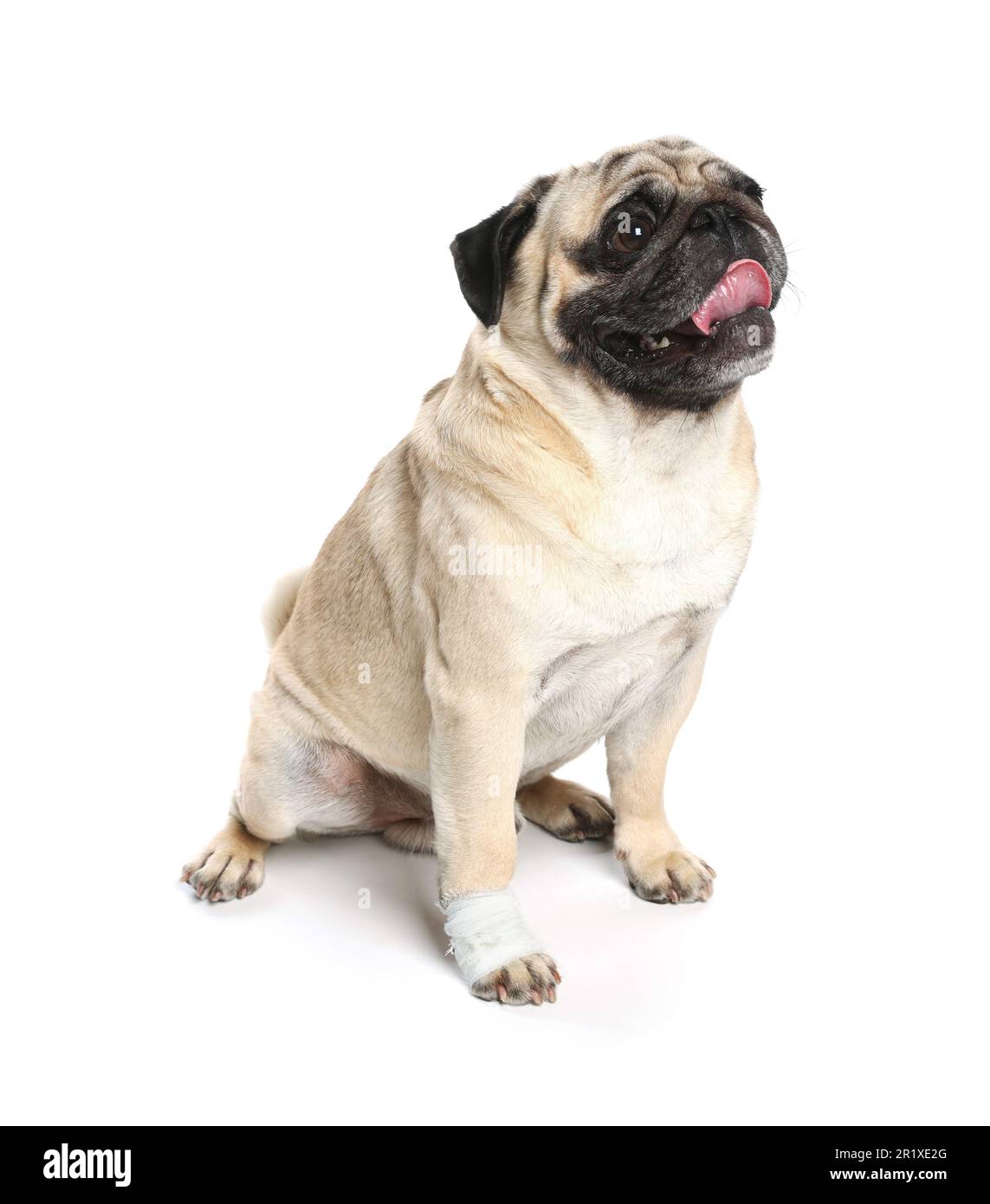 Cute pug dog with paw wrapped in medical bandage on white background ...