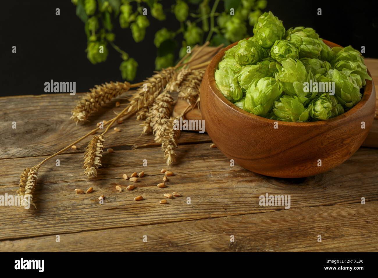 Green hops and wheat hi-res stock photography and images - Alamy