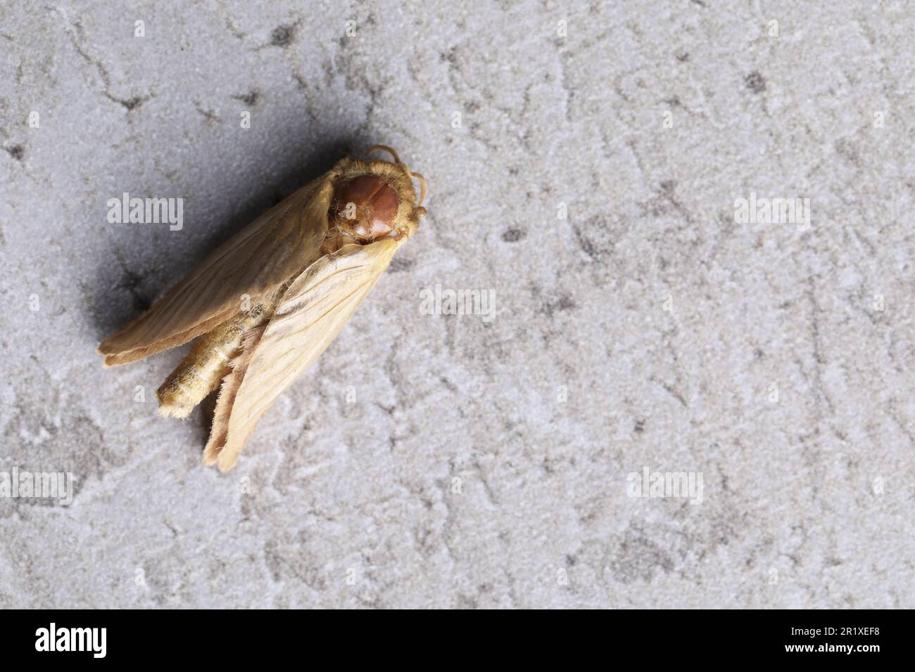 Brown common clothing moth on grey textured background, top view. Space ...