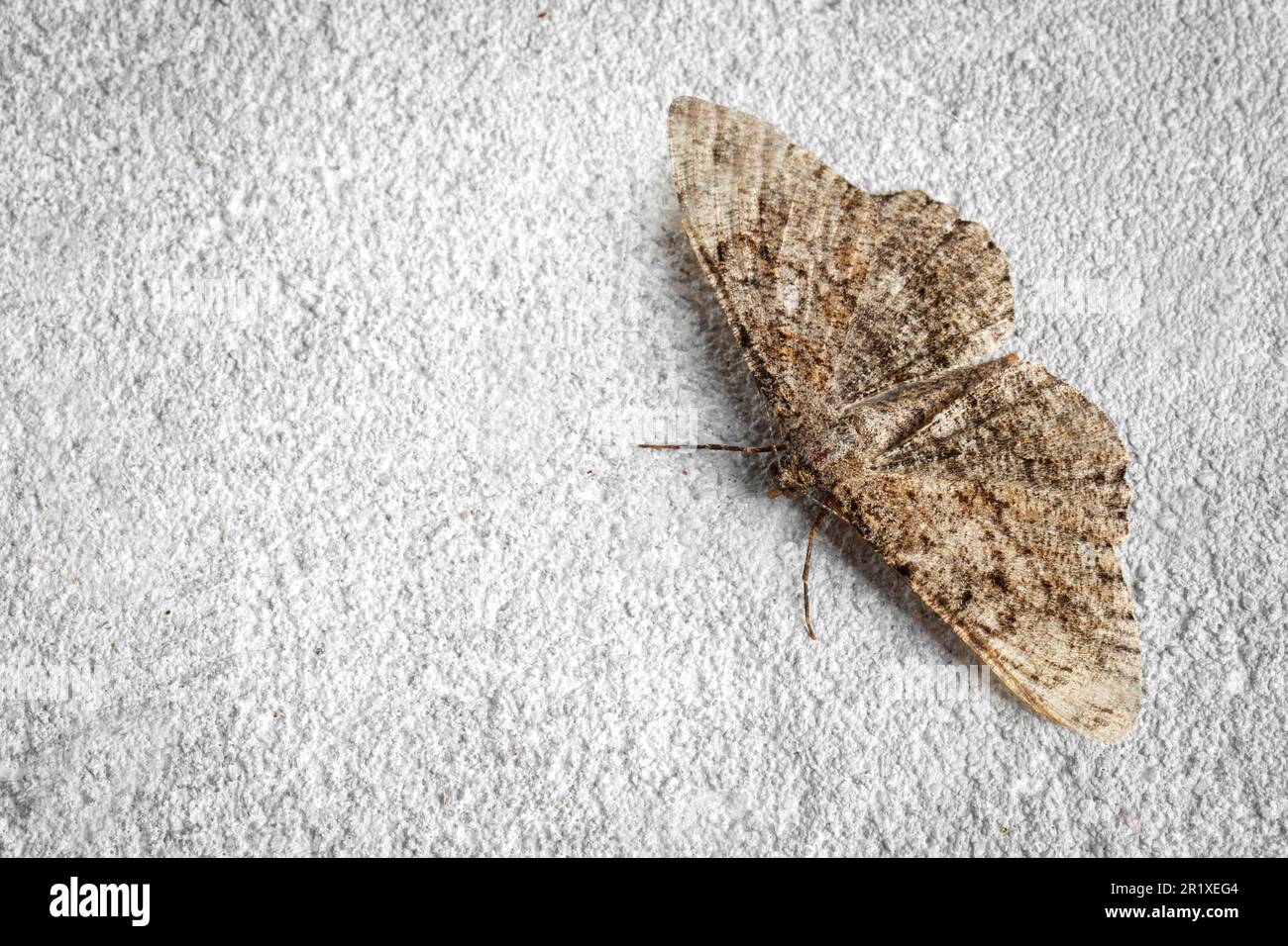 Mottled beauty alcis repandata hi-res stock photography and images - Alamy