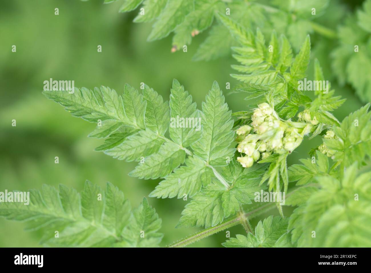Leaves and buds of cow parsley, close up macro. Anthriscus sylvestris ...