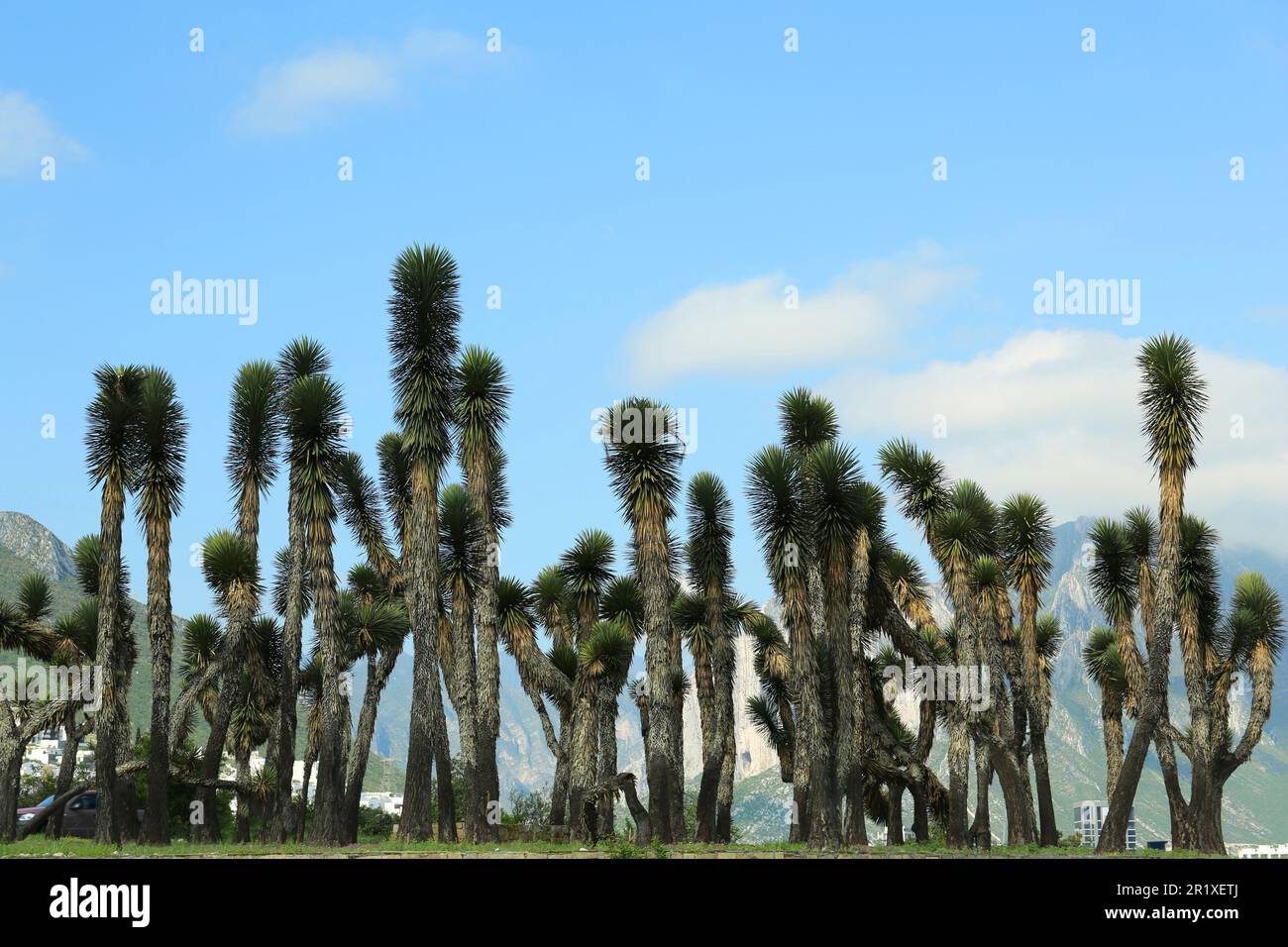 Many beautiful Joshua trees under cloudy sky Stock Photo - Alamy